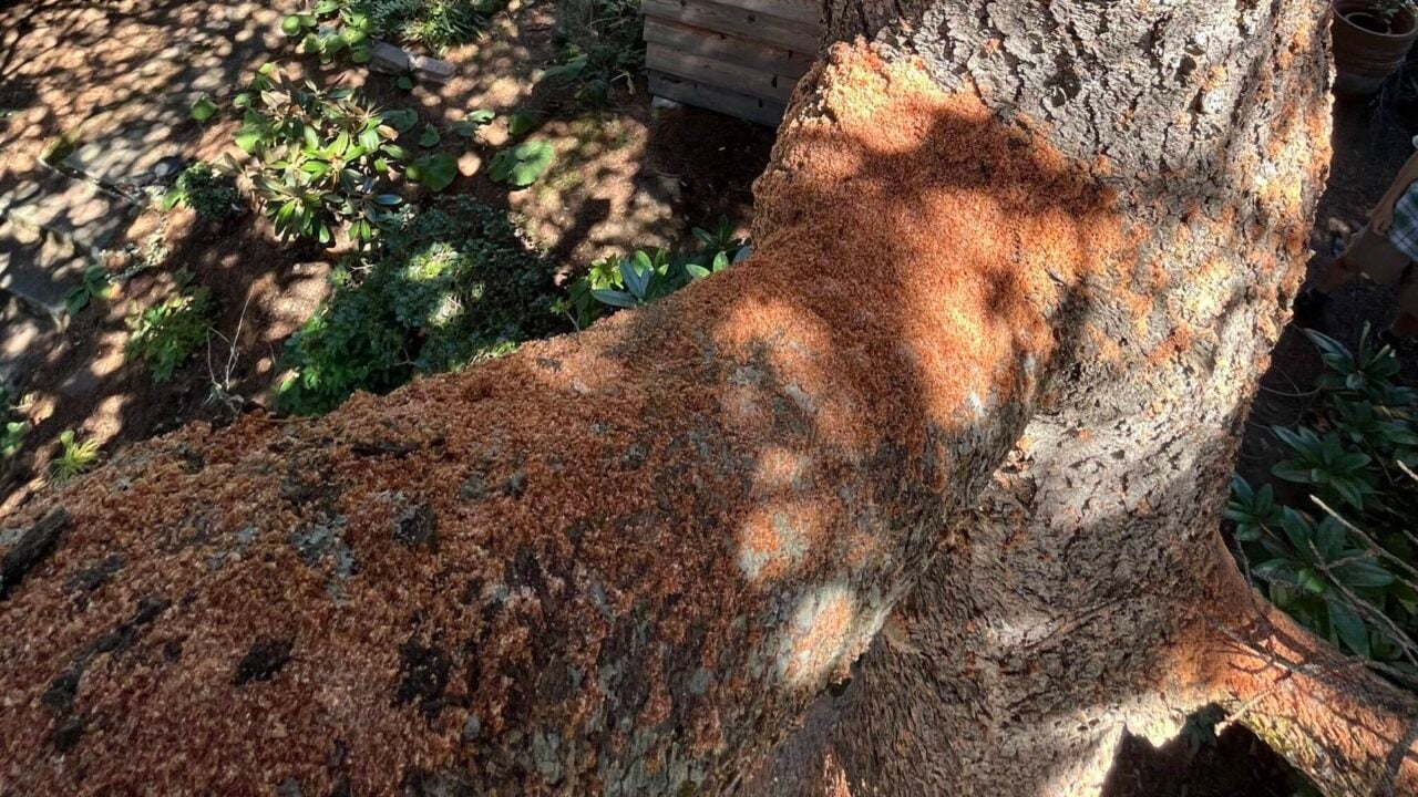 Pine Borer Infestations - Tree People