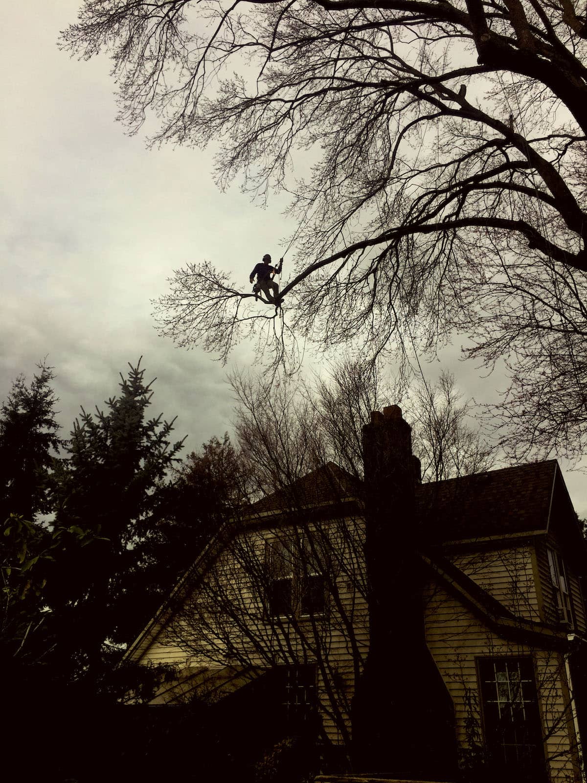 Gallery - Tree People
